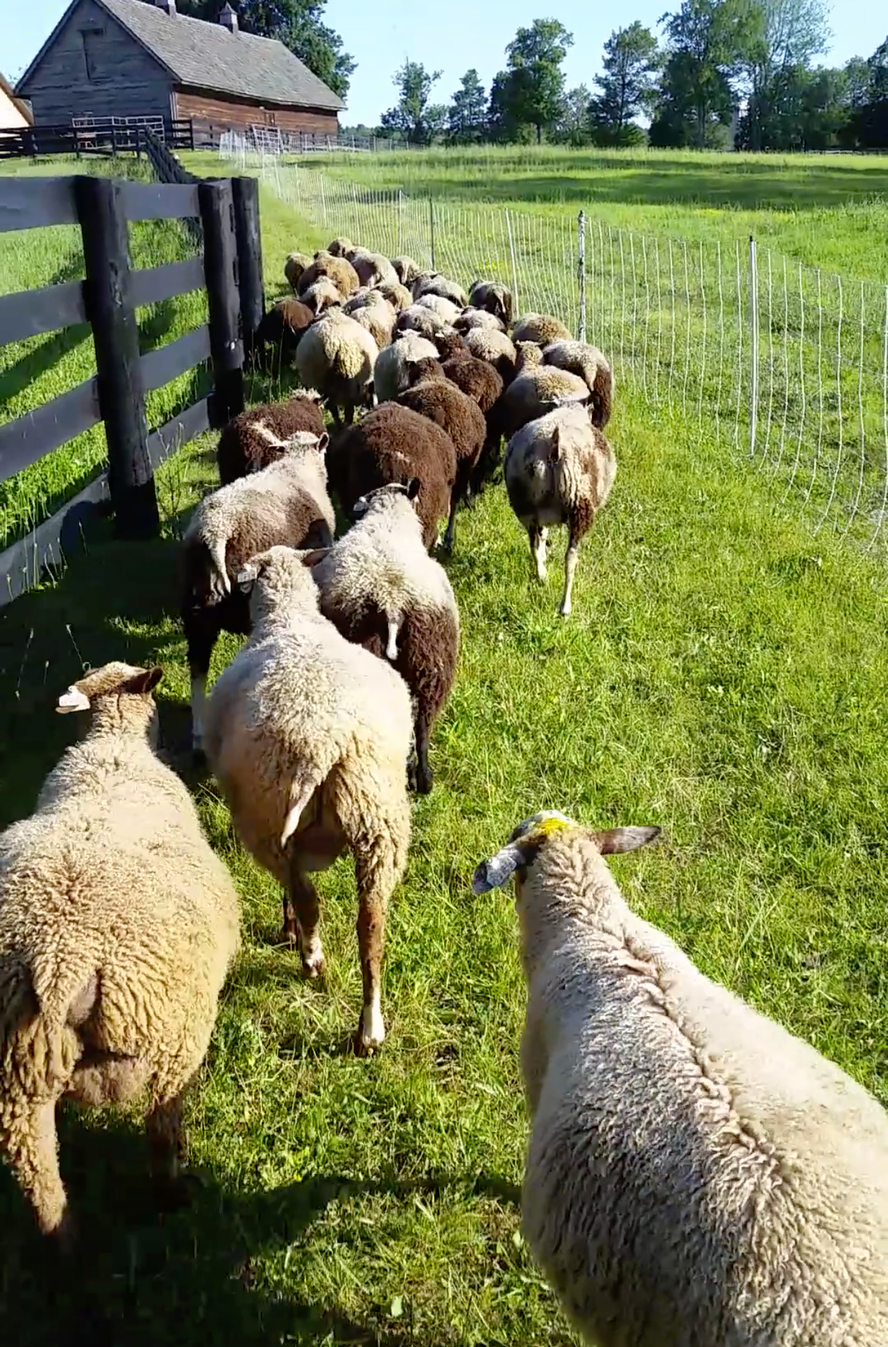 Finnsheep - Finnsheep.net - Point of View Farm - Purebred Registered ...