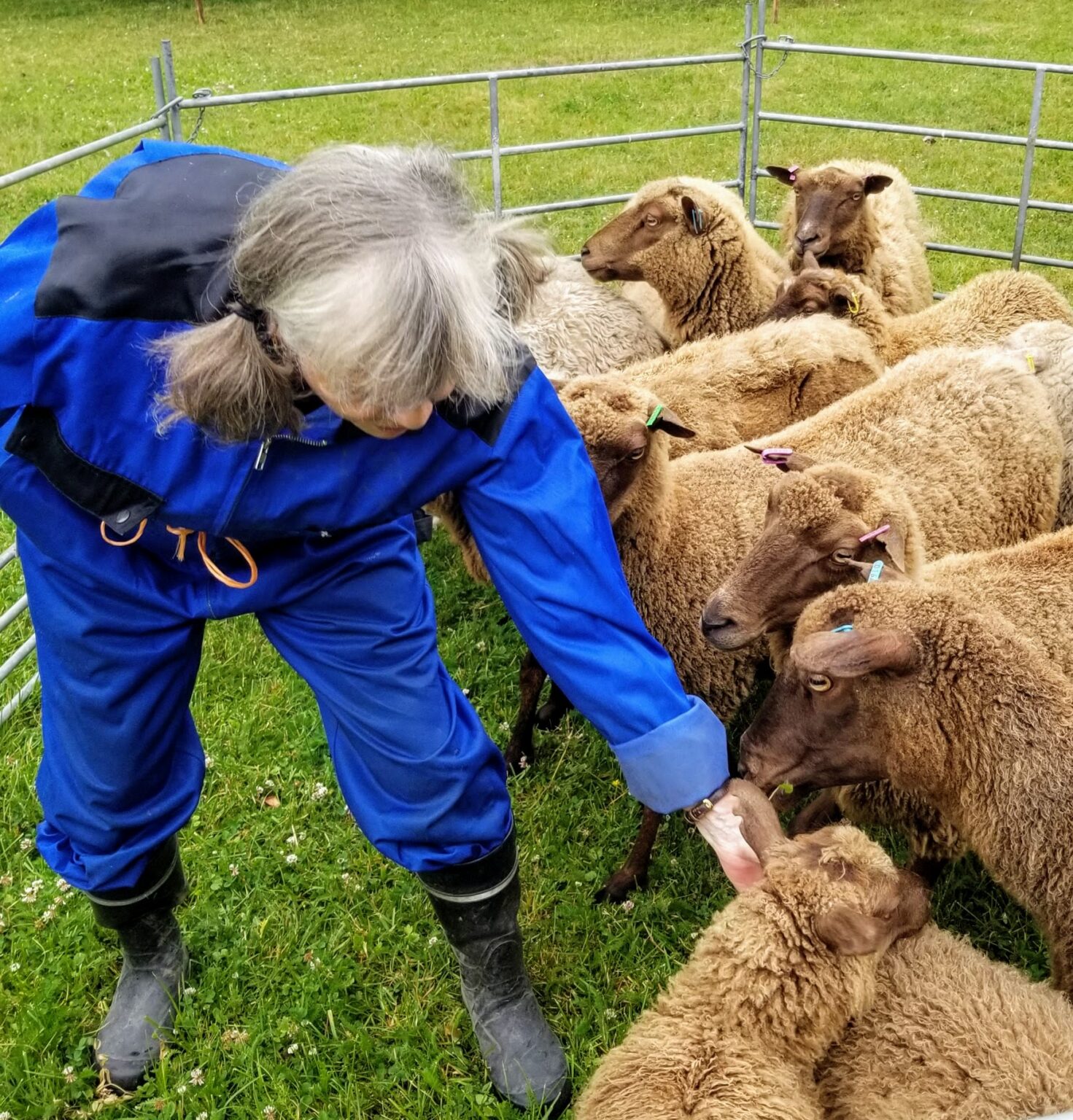Hand Knit FINNSHEEP Sheep Fingerless Gloves from Finland, Adult ...